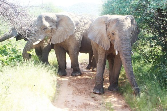 Namibia’s fund granted access to 20 mln USD to tackle climate ...
