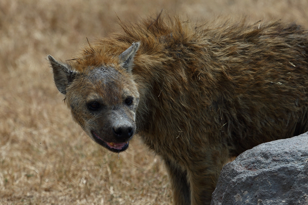 Hyenas kill two Tanzanian children in 3 months – Namibia Daily News