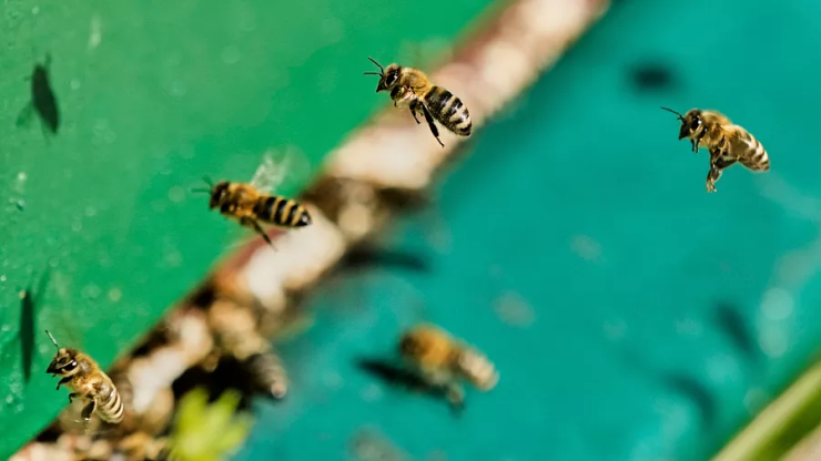 Namibia urges coordinated action to protect pollinators on World Bee ...