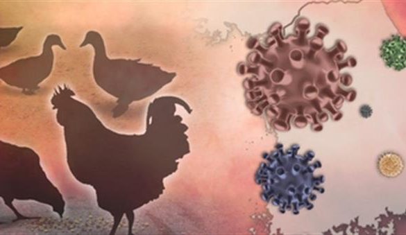 New Zealand on alert as bird flu detected in Australia – Namibia Daily News